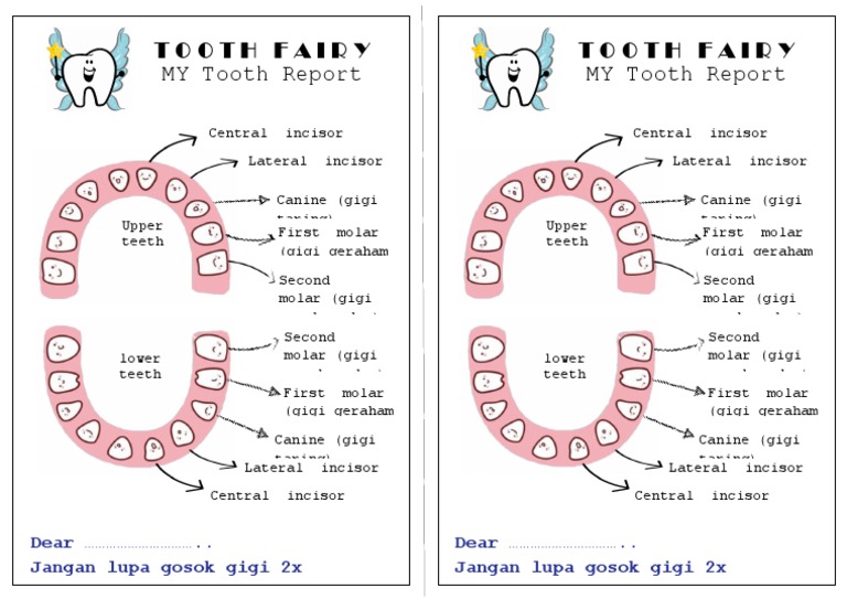 Tooth Fairy MY Tooth Report Tooth Fairy MY Tooth Report | PDF | Tooth ...