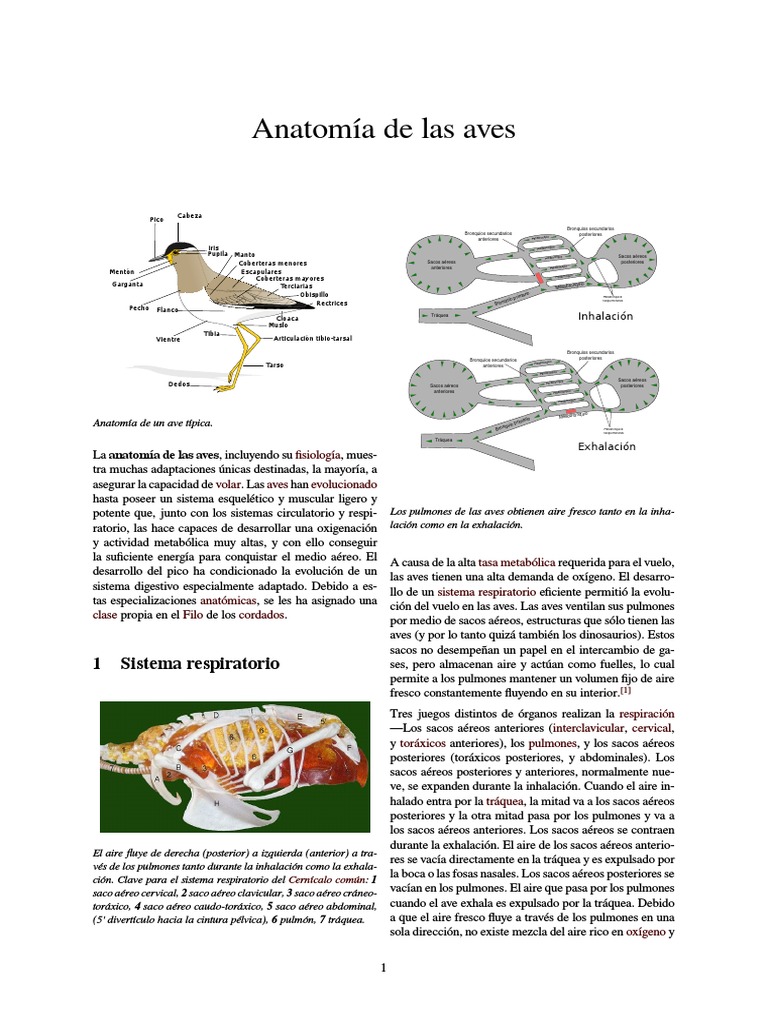 Anatomía de Las Aves | PDF | Pulmón | Zoología