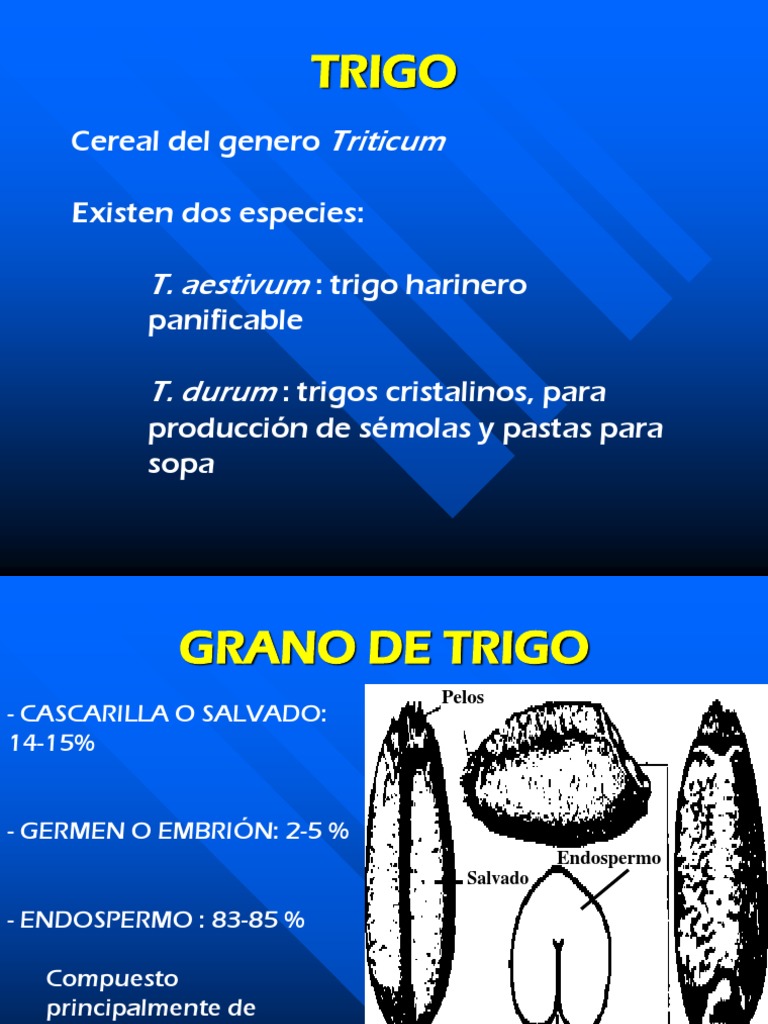 Trigo y Molienda | PDF | Trigo | Alimentos basicos