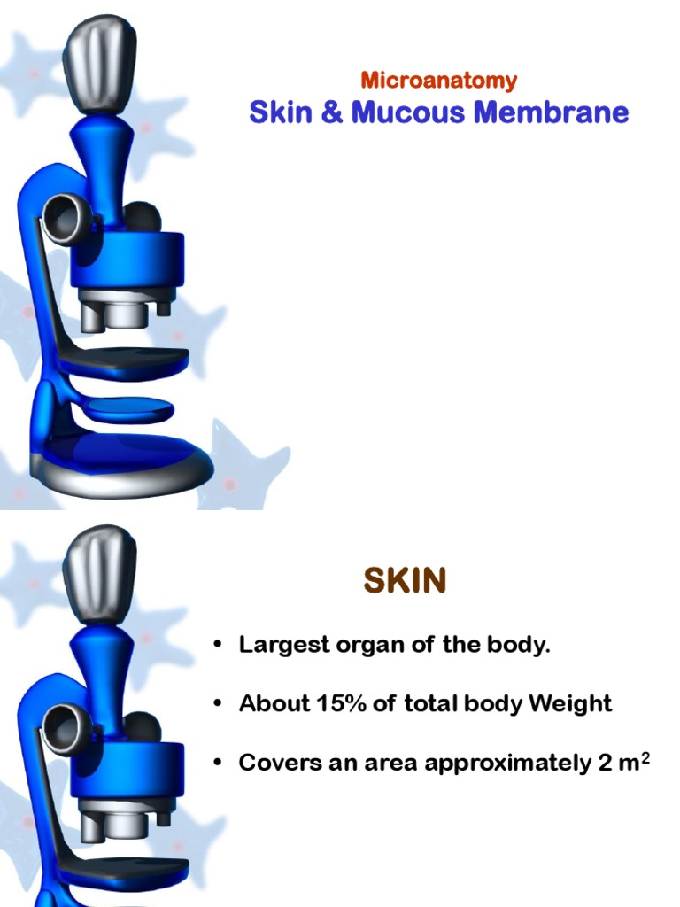 5 - Skin Mucous Membrane | PDF | Skin | Epidermis