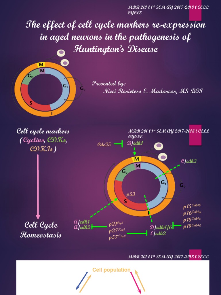Cell Cycle Markers in Huntington's Disease | PDF | Cell Cycle ...