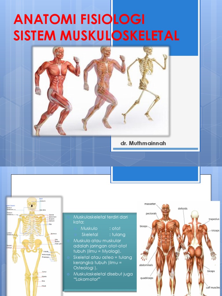 Anatomi & Fisiologi Muskuloskeletal | PDF