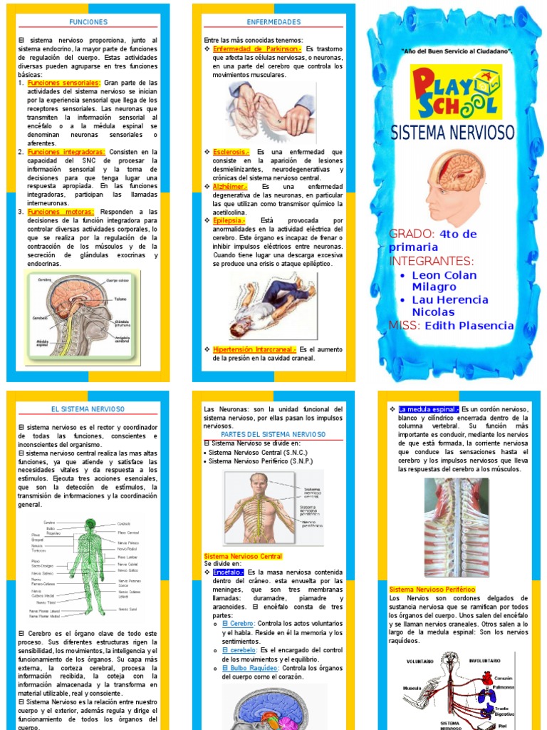 El Sistema Nervioso Triptico | PDF | Sistema nervioso central | Sistema nervioso