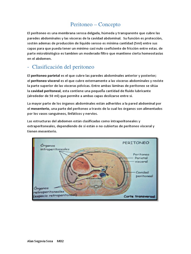 El peritoneo: estructura, funciones y pliegues principales | PDF ...