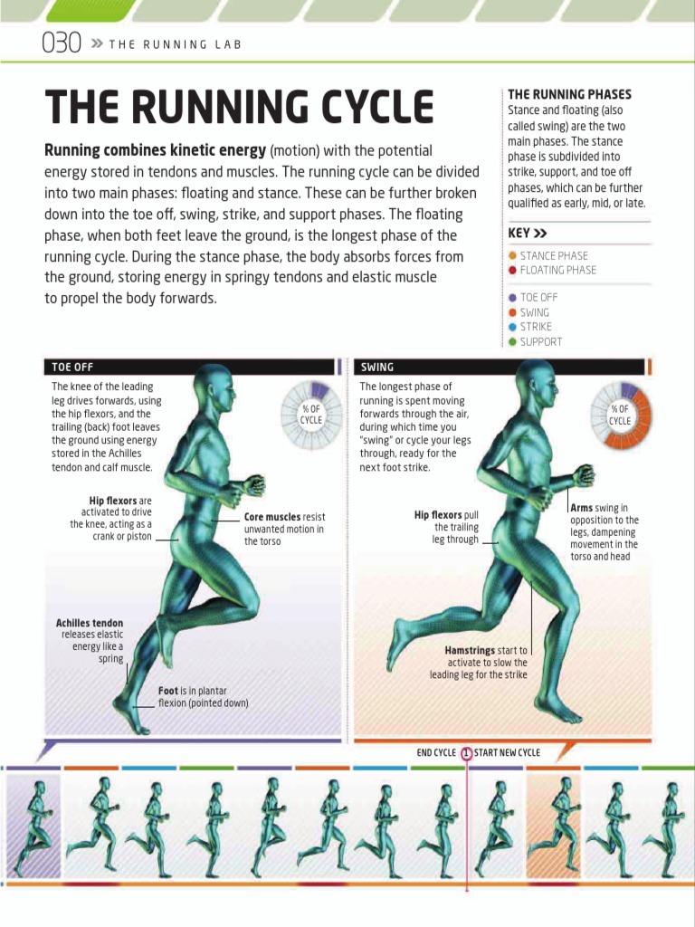 The Running Cycle | Download Free PDF | Foot | Limbs (Anatomy)