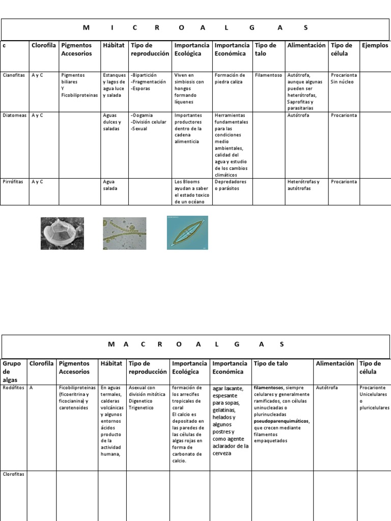 Cuadro Macro y Micro Algas | PDF | Algas | Biología