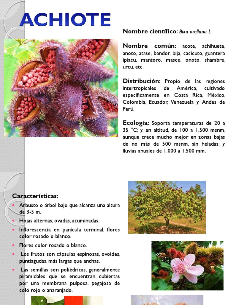 Achiote | PDF
