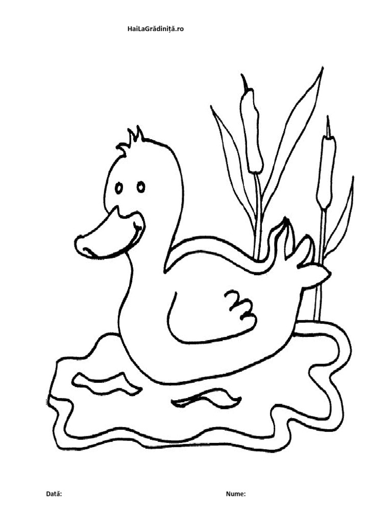 Fise de Colorat Pasari 3 | PDF