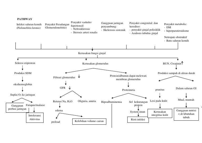 Pathway CKD | PDF