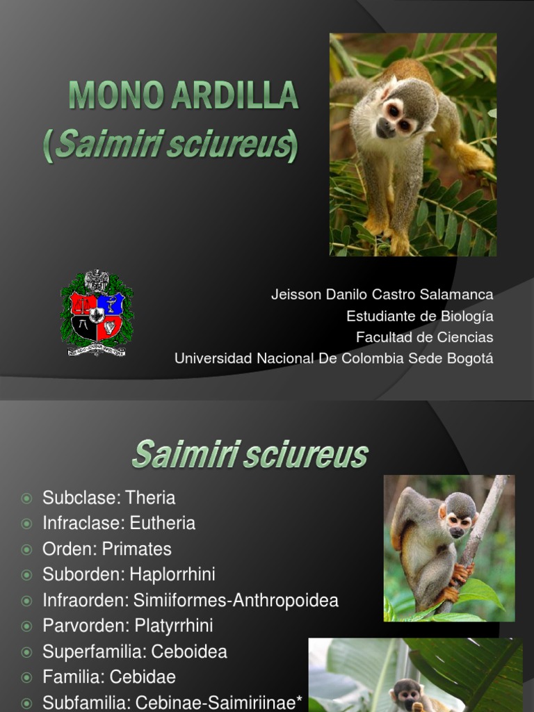 Taxonomía y Evolución del Mono Ardilla | PDF | Taxonomía de primates ...