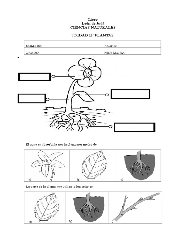 Examen Las Plantas | PDF