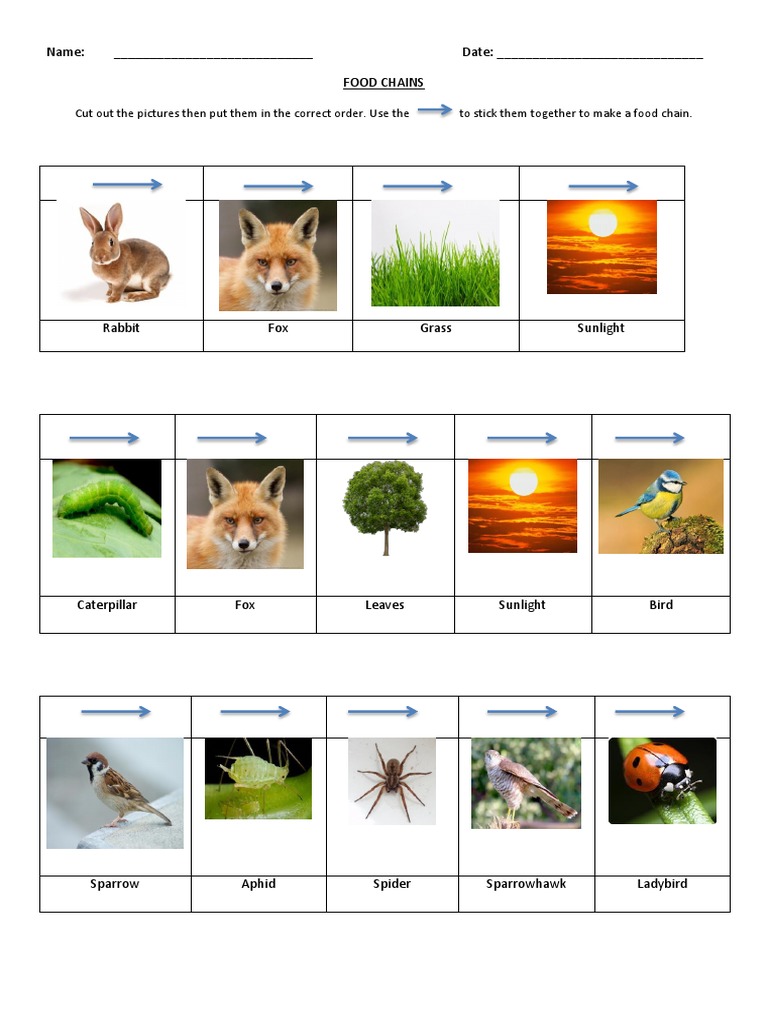 Food Chain Cut and Paste Activity | PDF