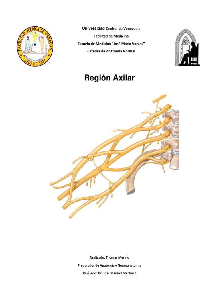 Resumen Region Axilar | Anatomía humana | Sistema musculoesquelético