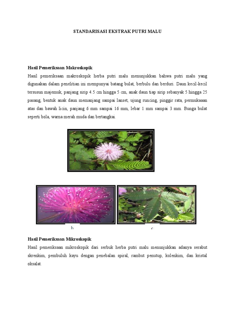 Standarisasi Ekstrak Putri Malu | PDF