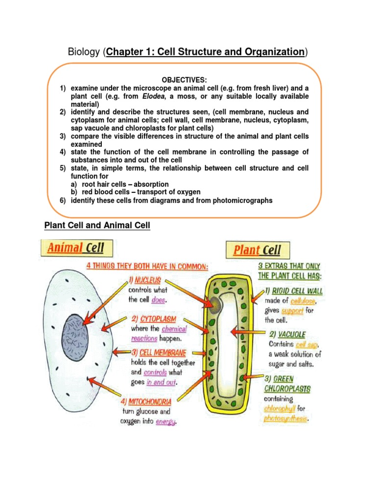 Cell Structure and Organization | PDF | Cytoplasm | Vacuole