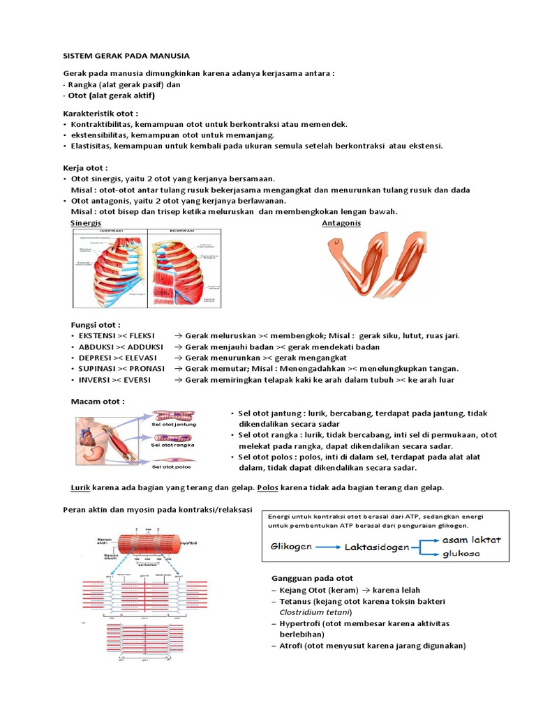 Gerak Otot | PDF