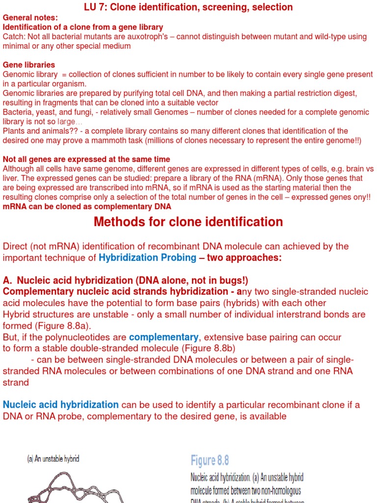 Clone Identification, Screening, Selection | PDF | Molecular Cloning ...