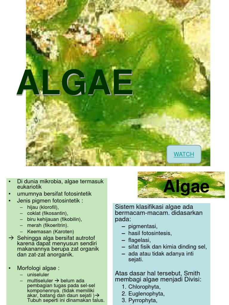 Klasifikasi dan Morfologi Alga | PDF