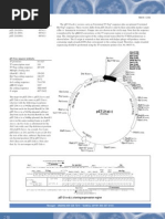 P ET28 | PDF | Vector (Molecular Biology) | Dna
