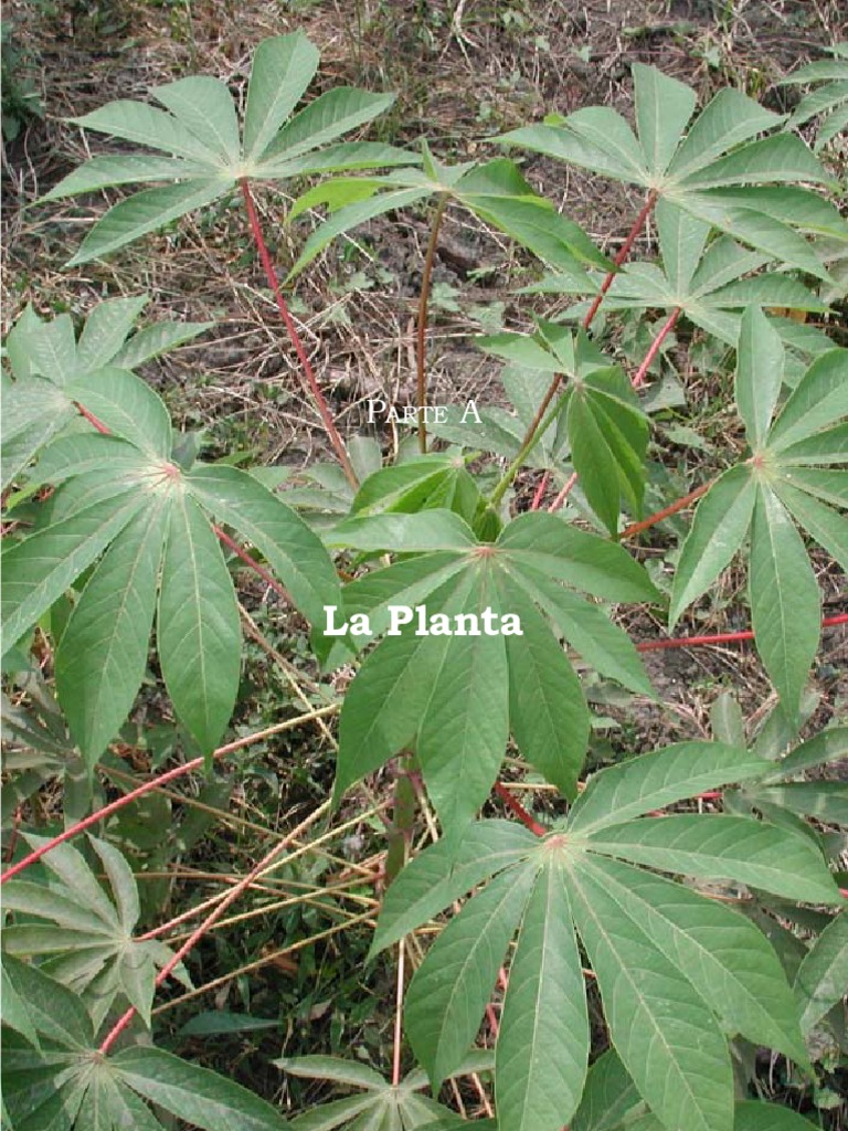 Descripcion de La Planta Yuca parte 2 | Tallo de la planta | Raíz