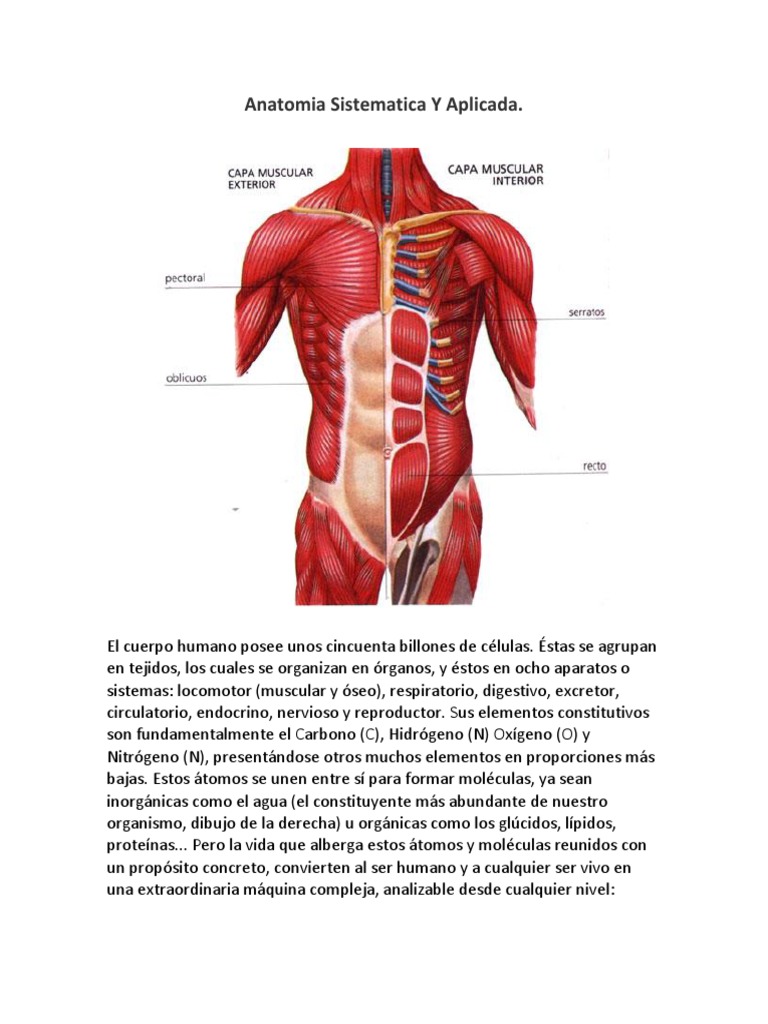 Anatomia Sistematica Y Aplicada Pdf Sistema Digestivo Humano Pulmón