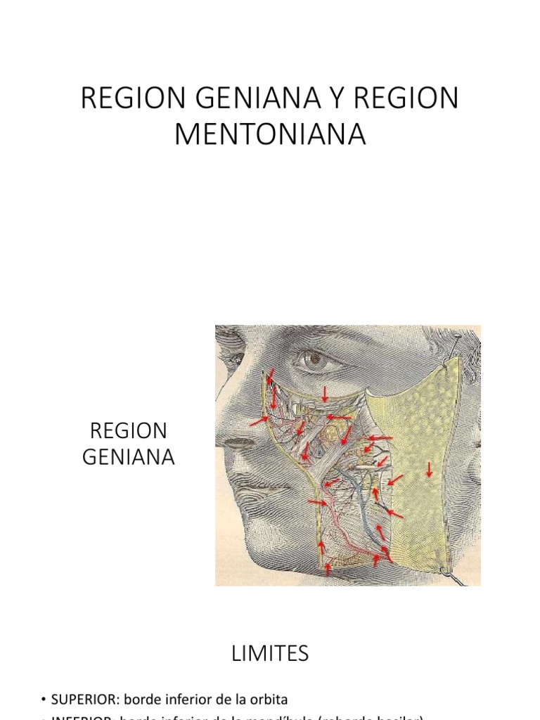 Region Geniana y Region Mentoniana | PDF | Músculo | Órgano (anatomía)