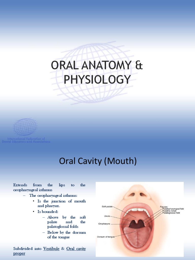Anatomy and Physiology of the Mouth | PDF | Tongue | Human Tooth