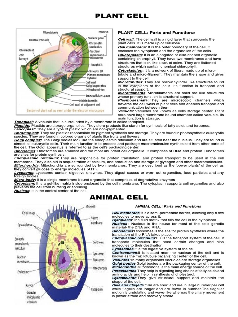 PLANT CELL: Parts and Functions | PDF | Cytoplasm | Cell (Biology)
