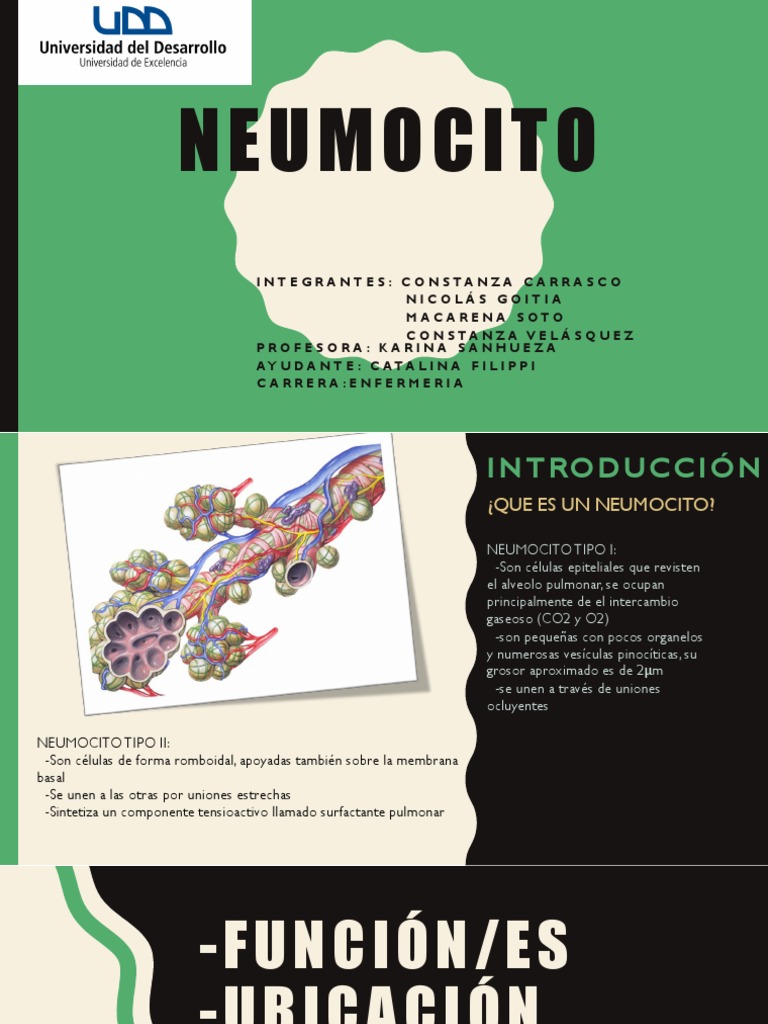 Neumocitos: Tipos y Funciones | PDF | Pulmón | Biología Celular