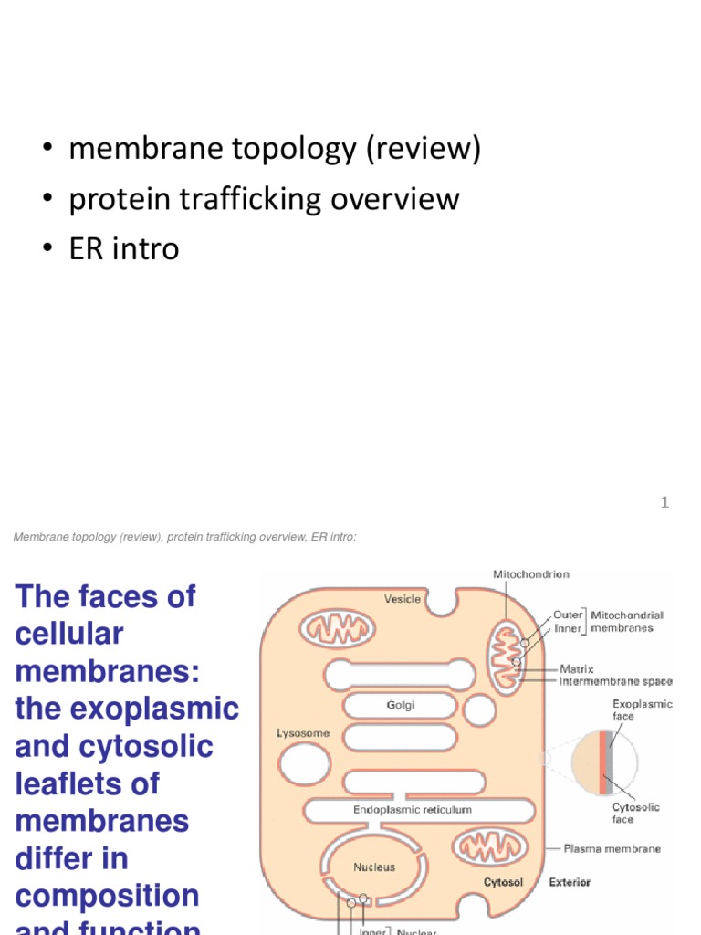 Protein Targeting To The Endoplasmic Reticulum A | PDF | Protein ...