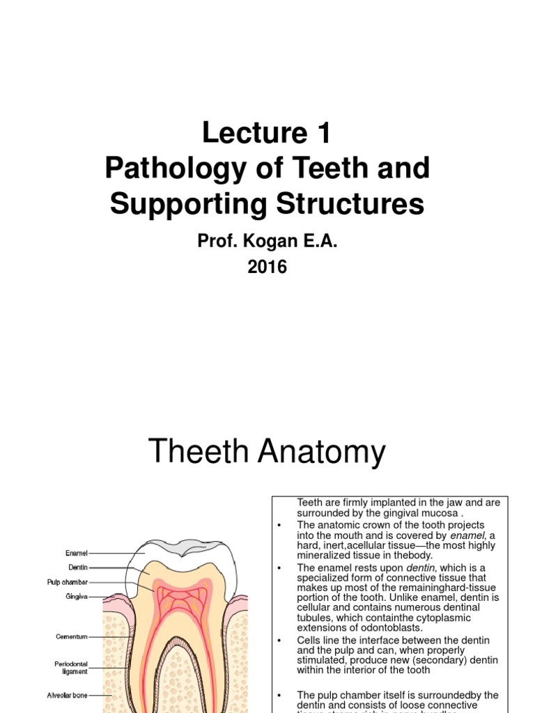 Pathology of Teeth and Supporting Structures | PDF | Human Tooth | Dentin