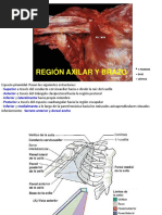 Niveles Axilares de Berg | PDF
