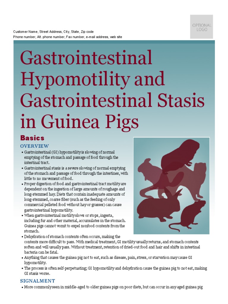 Gastrointestinal Hypomotility Stasis in Guinea Pigs | PDF ...
