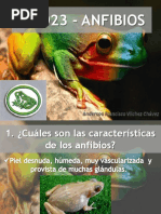 Allobates niputidea: Especie Única | PDF | Taxonomía (biología) | Género