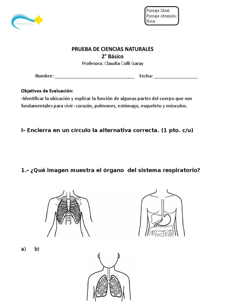 Prueba CUERPO HUMANO 2° | PDF