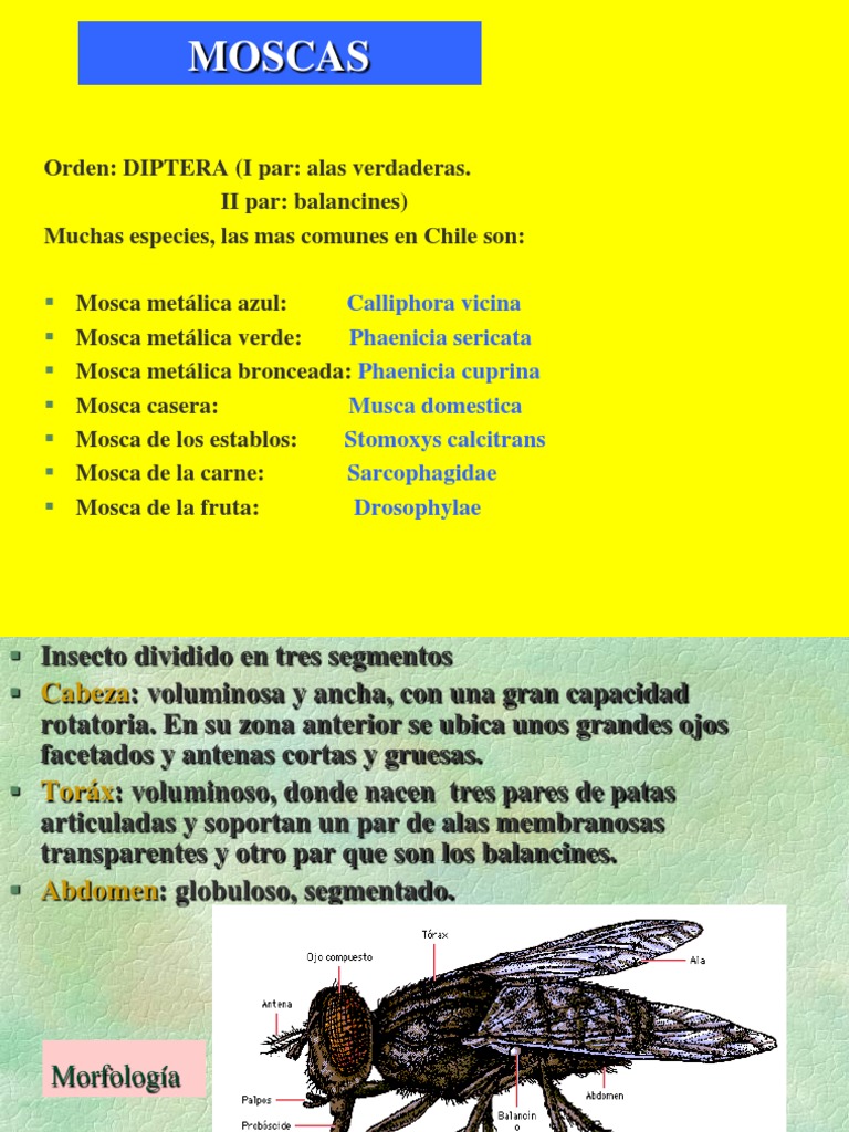 Moscas y Cucarachas | PDF | Mosca | Insectos