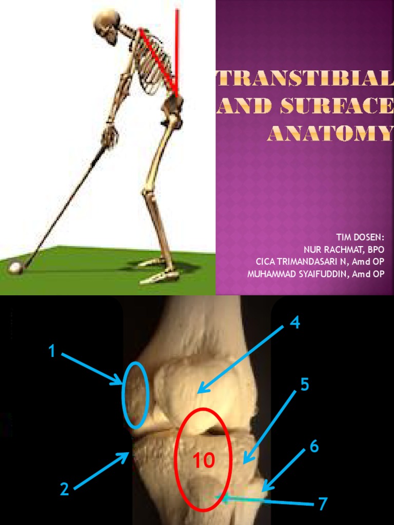 Transtibial and Surface Anatomy | PDF