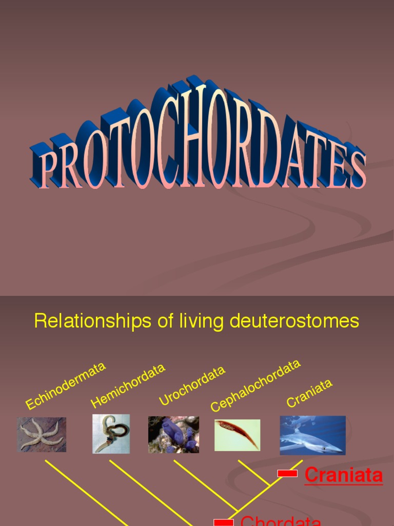 Protochordates PPT Short Cut Summer 2014 | PDF | Chordates | Anatomy