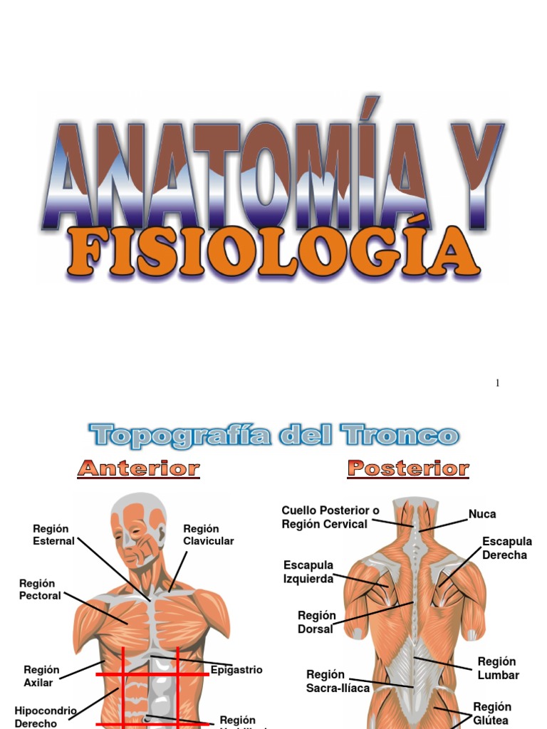 Anatomia Basica | PDF | Hueso | Términos anatómicos de ubicación