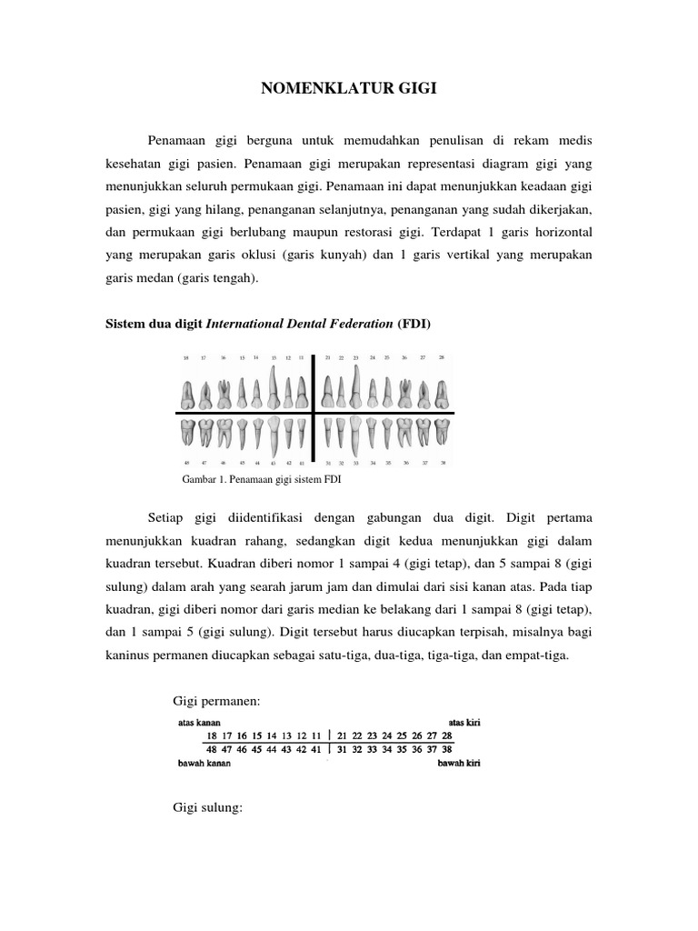 Nomenklatur Gigi | PDF