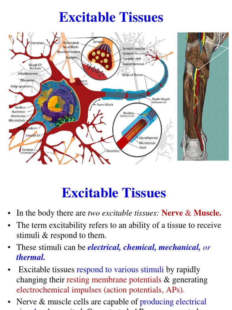 1 Unit Three - Excitable Tissues (Nerve) | PDF | Chemical Synapse ...