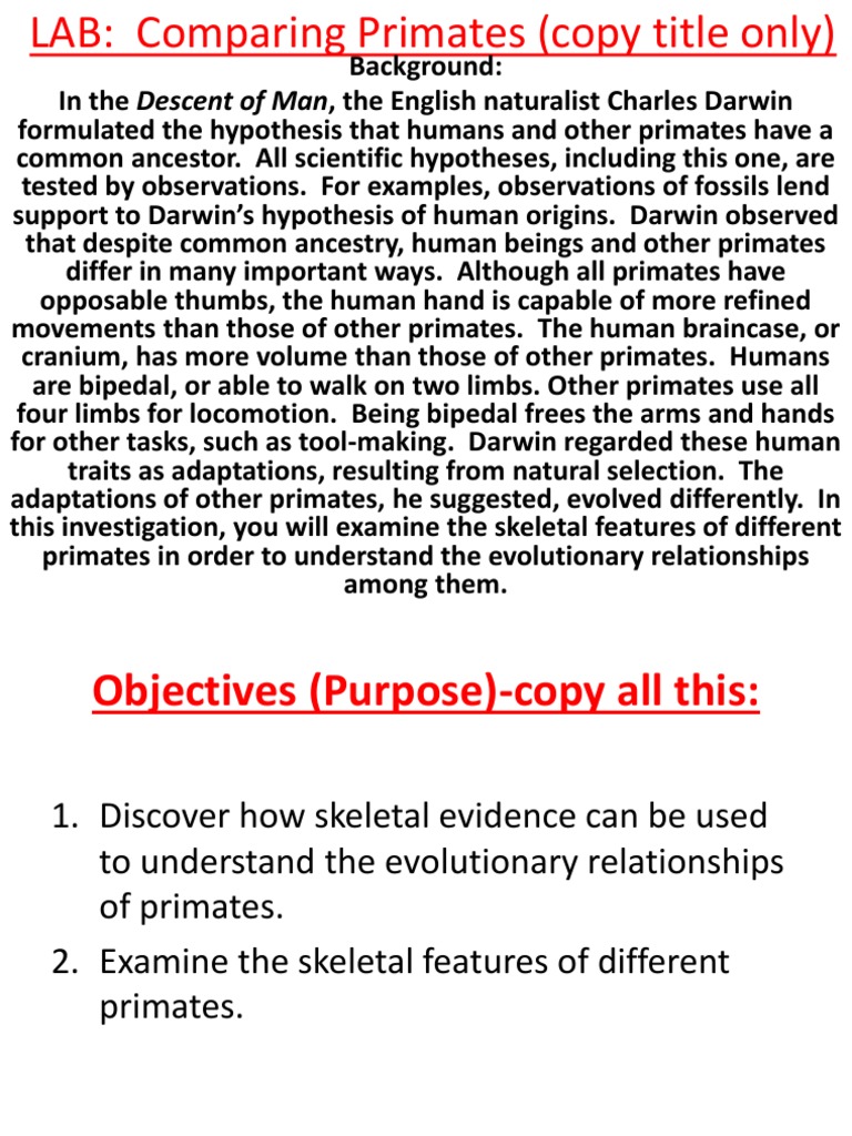 Primate Lab | PDF | Bipedalism | Human Evolution