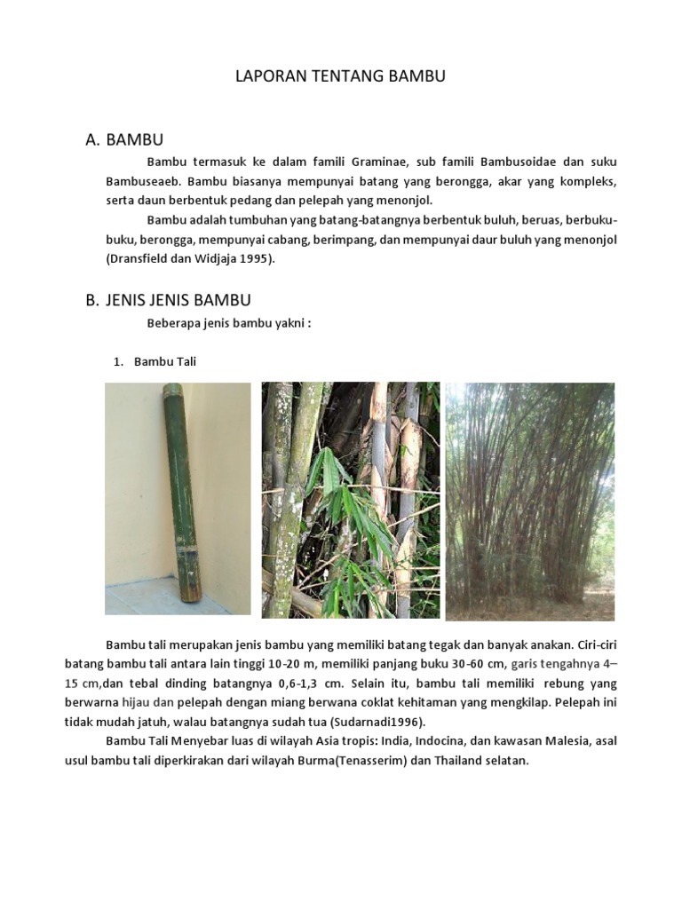 Bambu: Sifat dan Aplikasi yang Bermanfaat | PDF