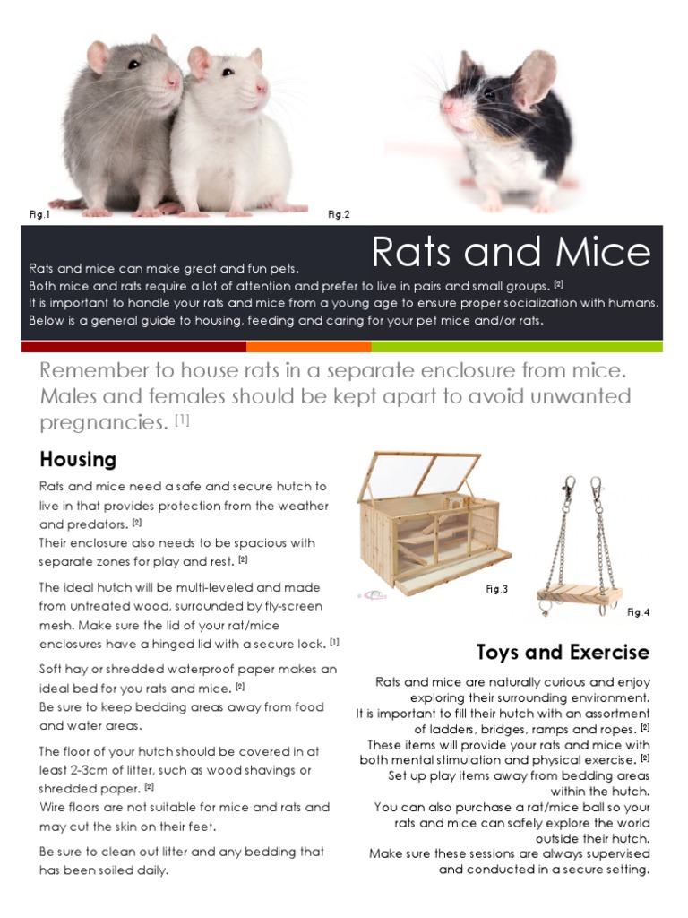 Rats and Mice | PDF | Mouse | Rat