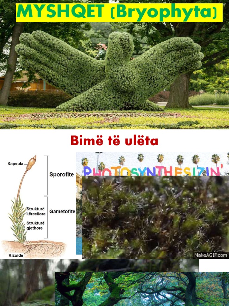 Myshqetbryophyta 170228224916 | PDF