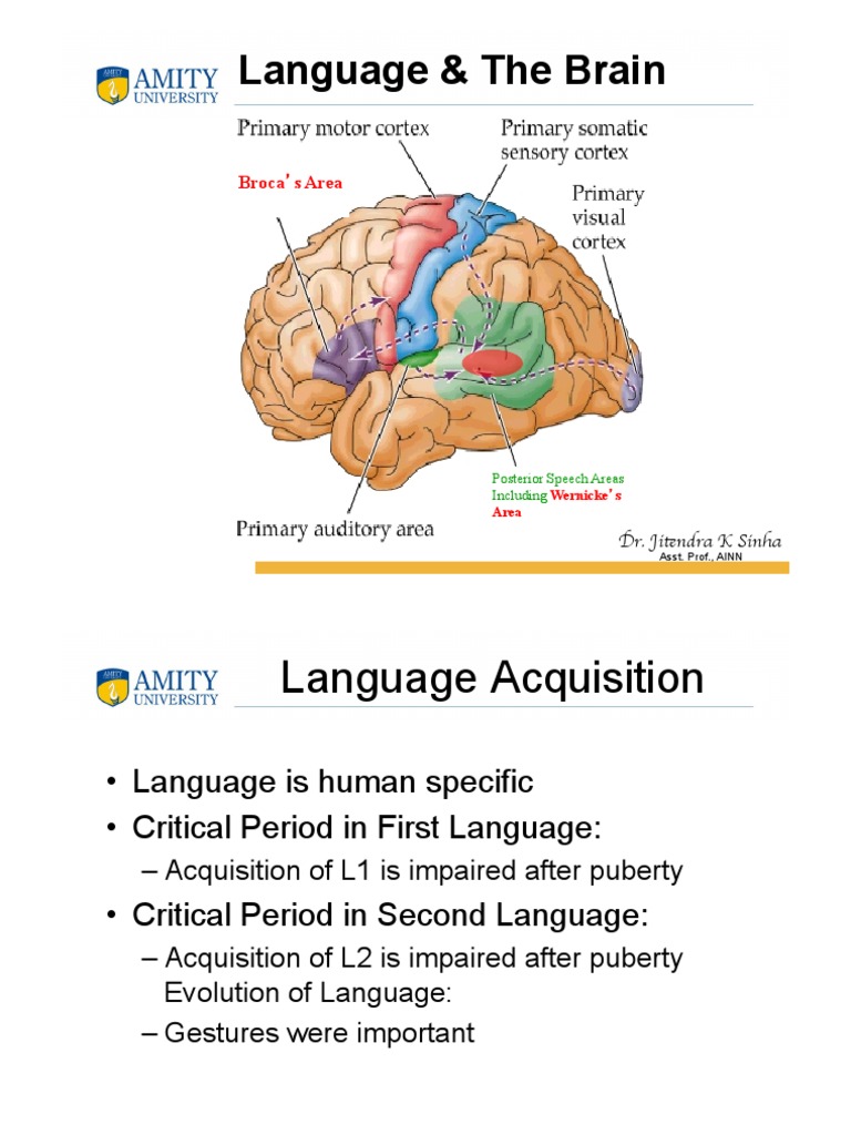 Language and Brain | Lateralization Of Brain Function | Aphasia