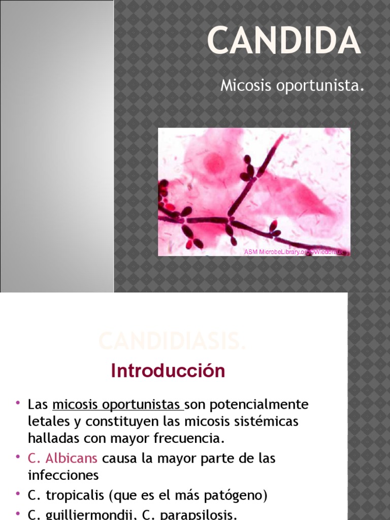 08 Candida | PDF | Candidiasis | Candida (hongo)