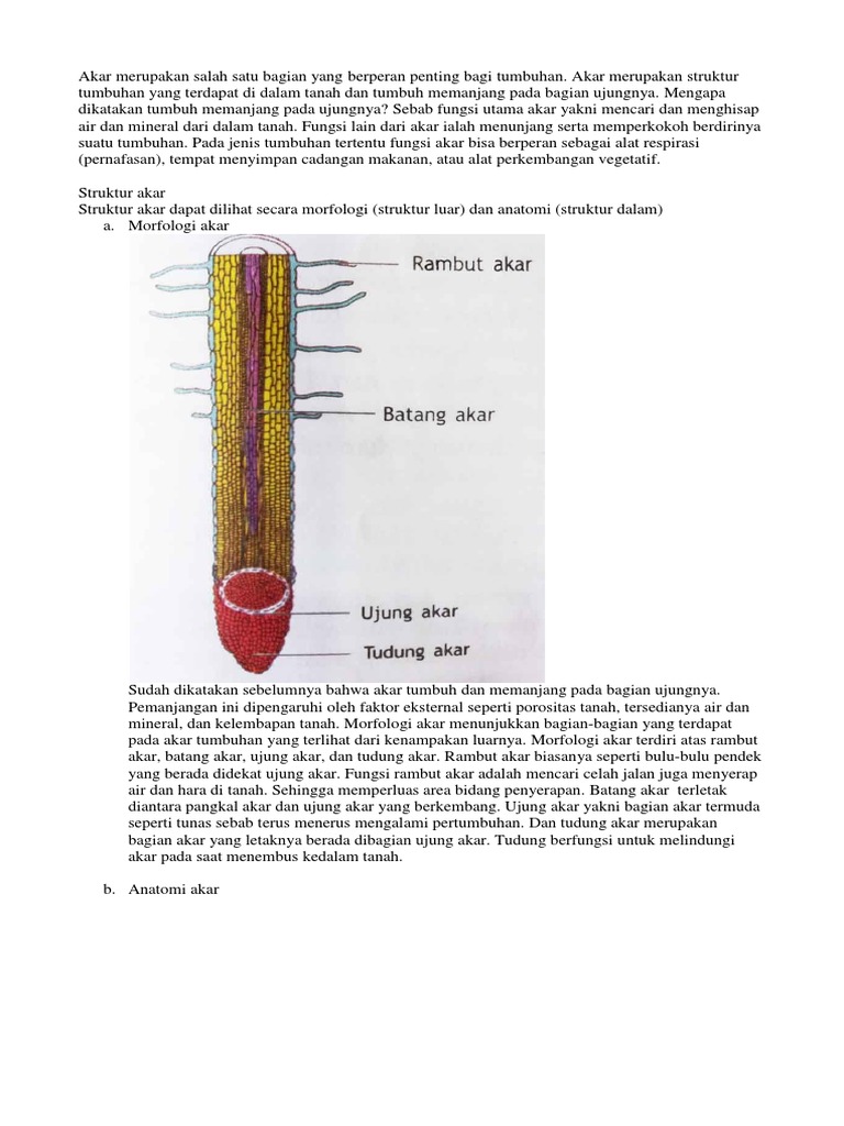 Struktur dan Fungsi Akar Tumbuhan | PDF | Sains & Matematika