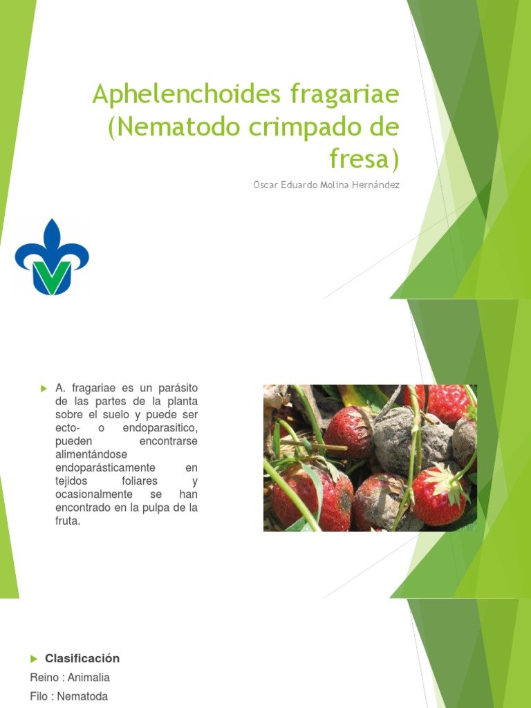 Nematodo Aphelenchoides fragariae en fresa | PDF | Nematodo | Plantas