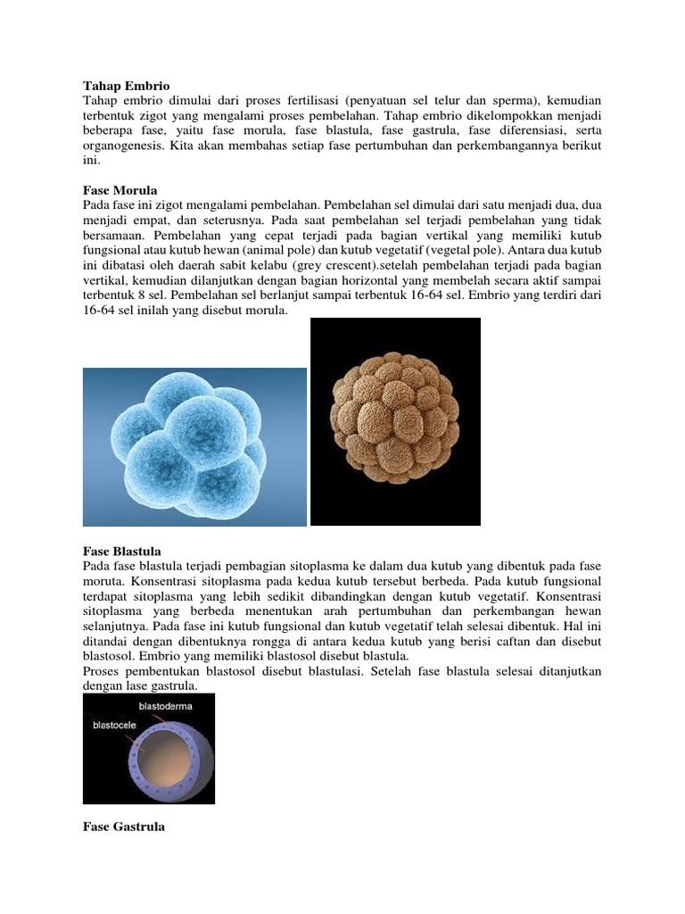 Tahap Embrio | PDF